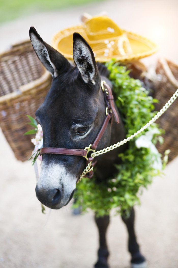 Drink / Beer Donkey's for your Wedding at Pecan Springs Ranch!